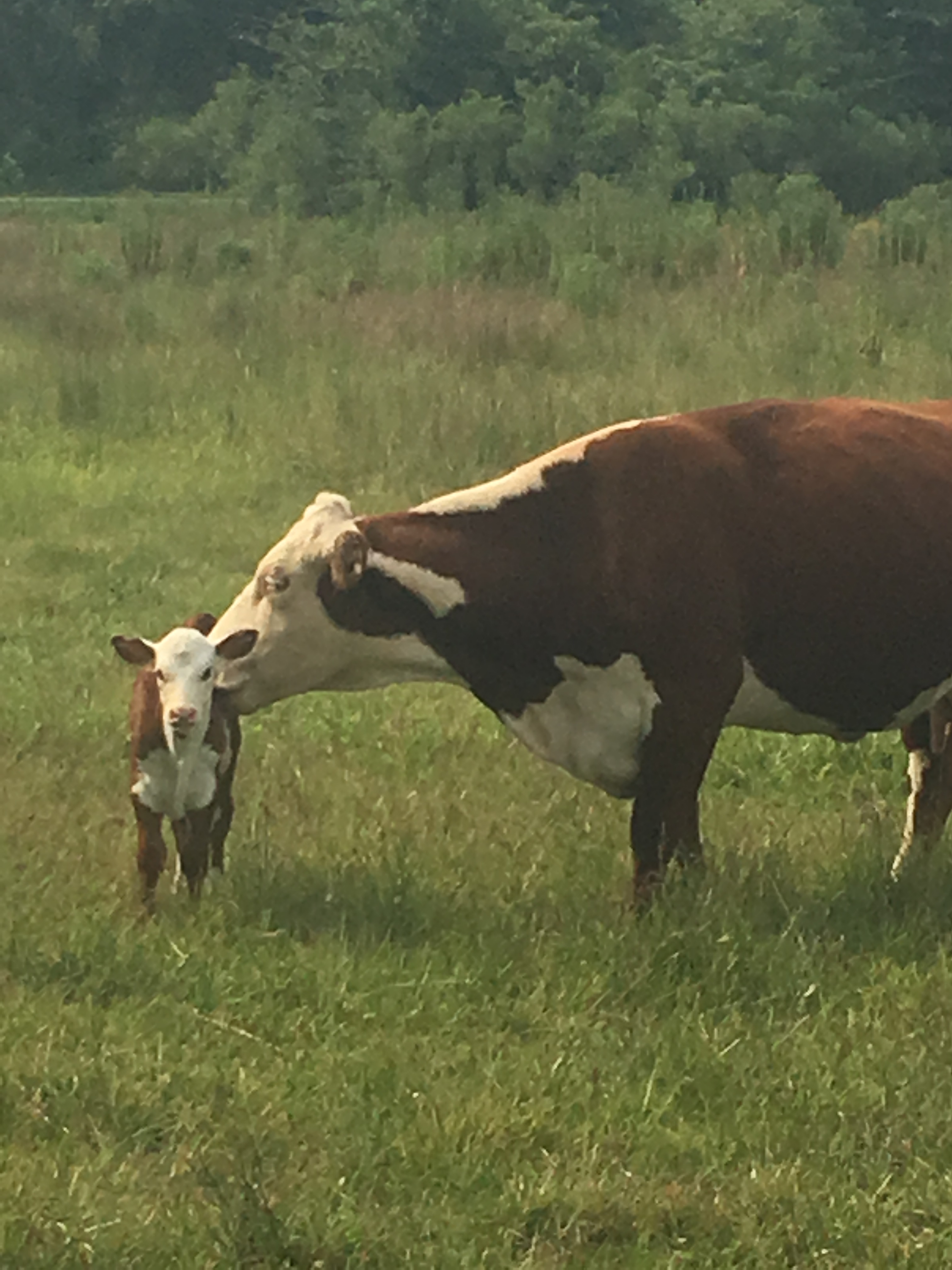 Contact – TDS Farm